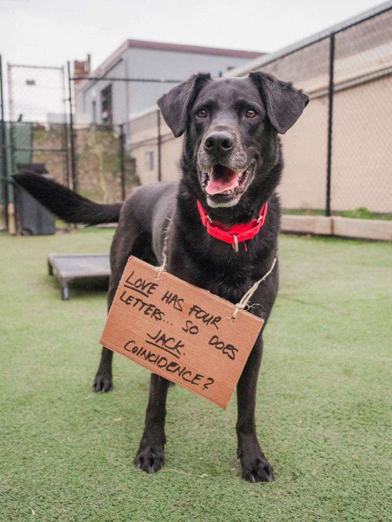Weekenders | Dog Fostering Program | Foster - NYC Second Chance Rescue