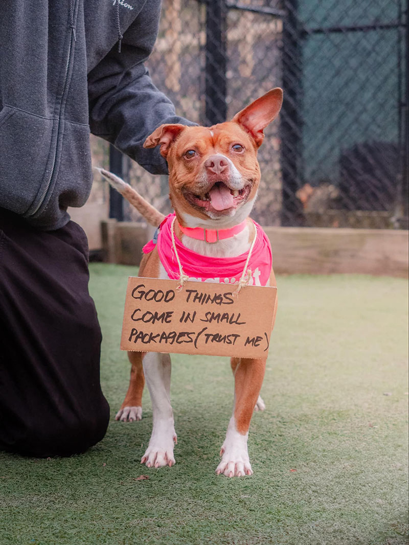 Weekenders | Dog Fostering Program | Foster - NYC Second Chance Rescue