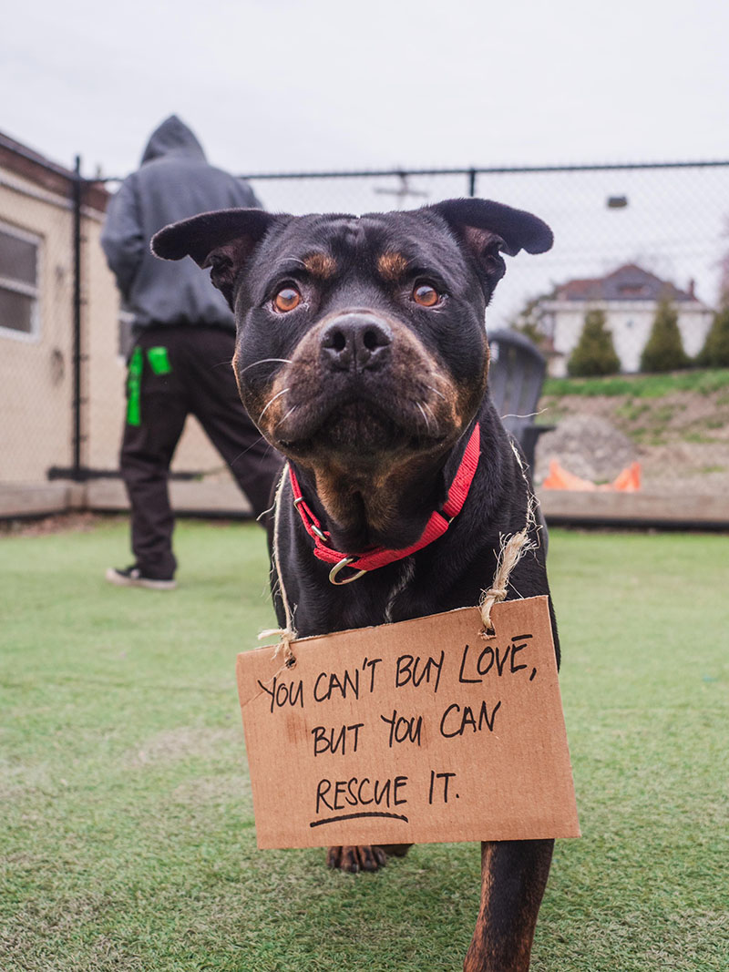 Rescue Center in Verplanck, NY | Adopt or Foster a Dog - NYC Second ...