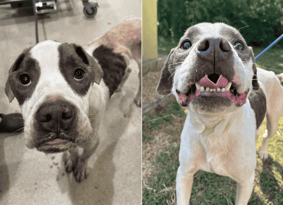 Oggie's Rescue and Transformation | Success Story - NYC Second Chance ...