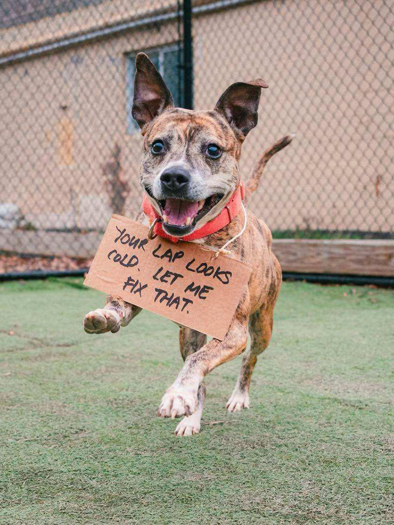 Weekenders | Dog Fostering Program | Foster - NYC Second Chance Rescue