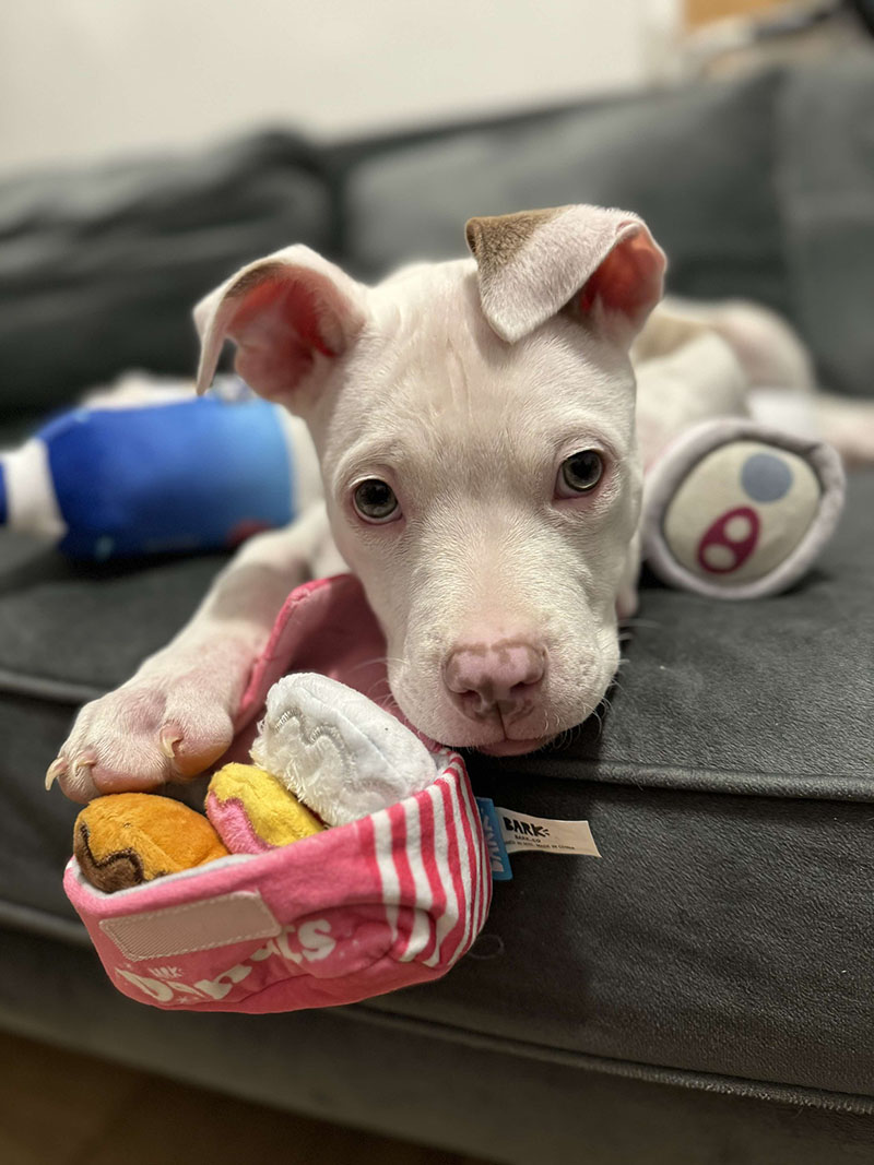 Foster a Dog or Cat | Become a Foster Hero | Applications | FAQs - NYC ...