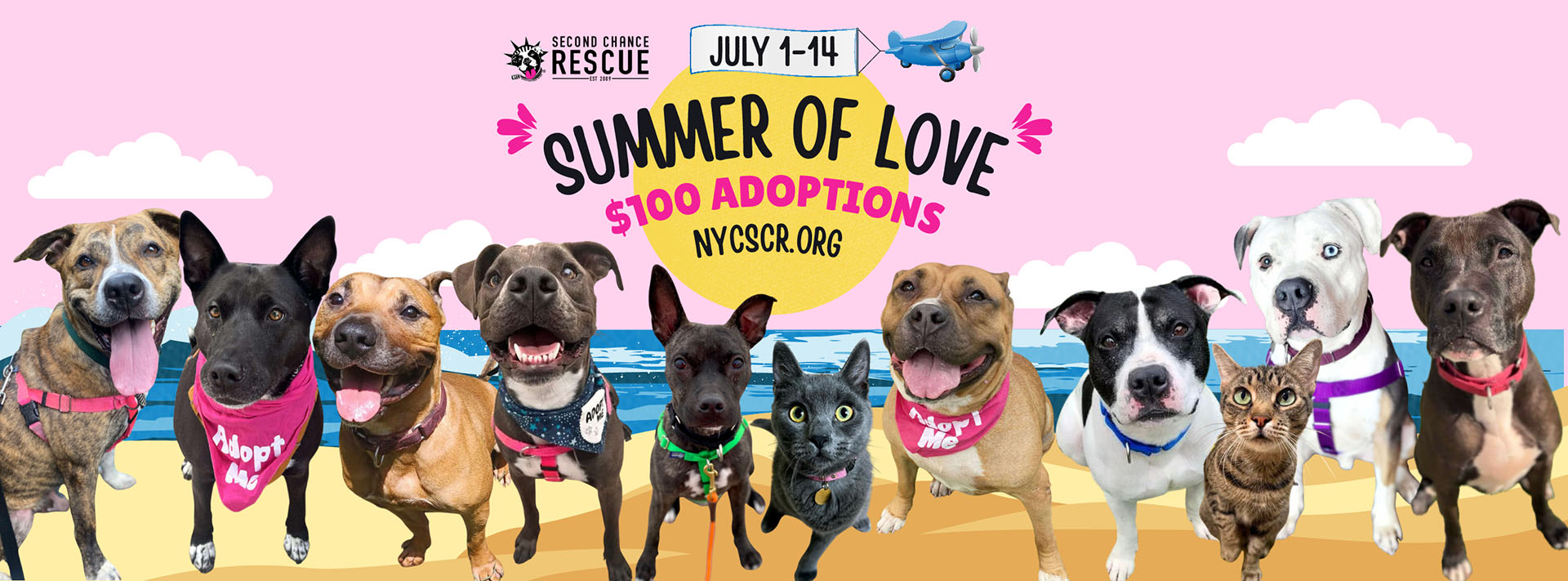 Adoptable Kittens and Cats | Because They Matter - NYC Second Chance Rescue