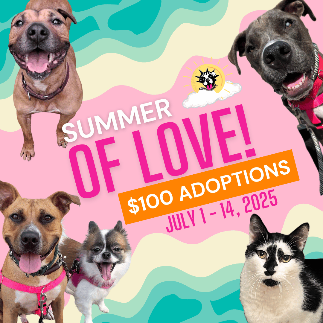 Adoptable Dogs and Cats | Because They Matter - NYC Second Chance Rescue