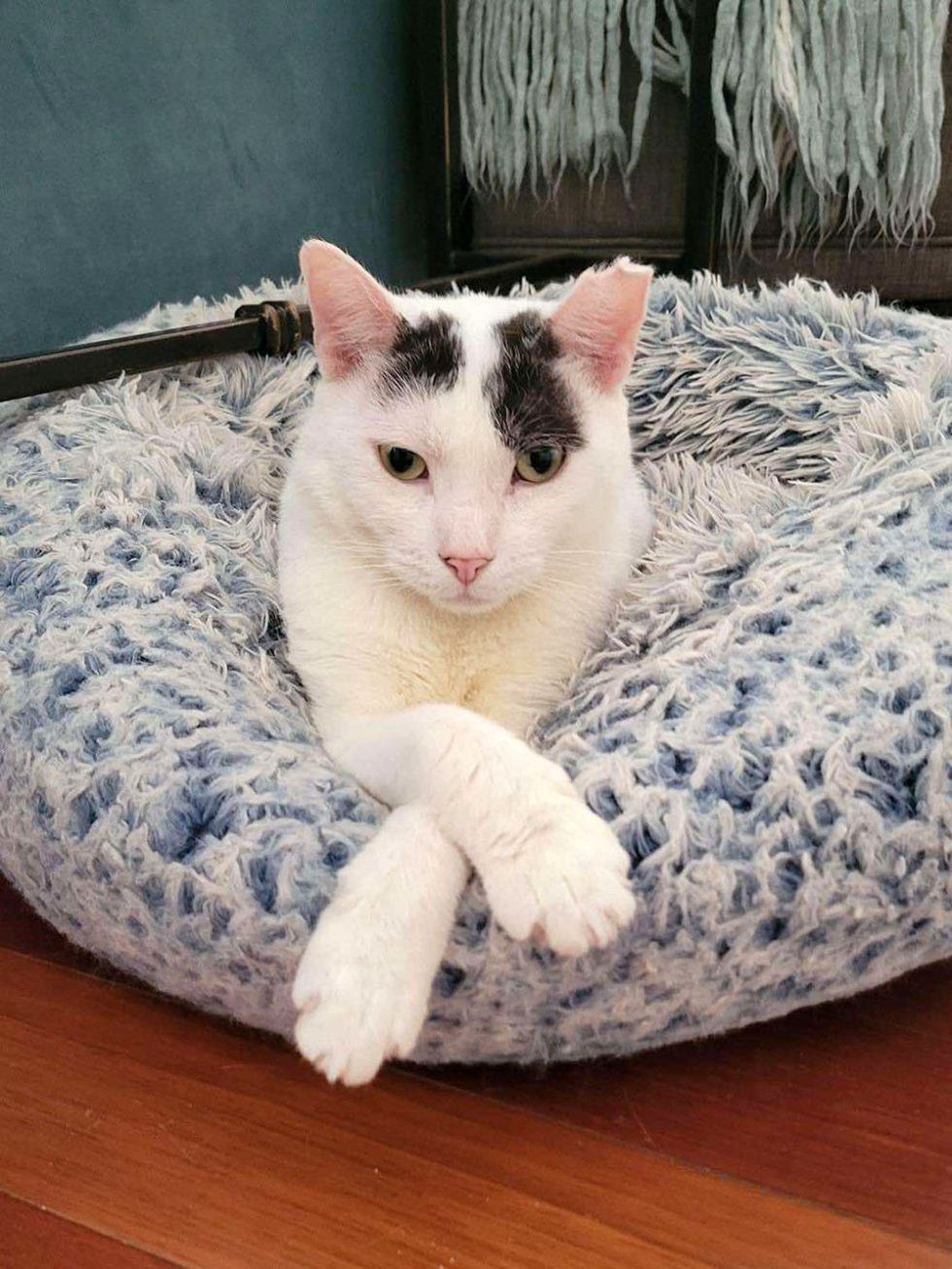 Decompression and Guidelines for Dogs and Cats - NYC Second Chance Rescue