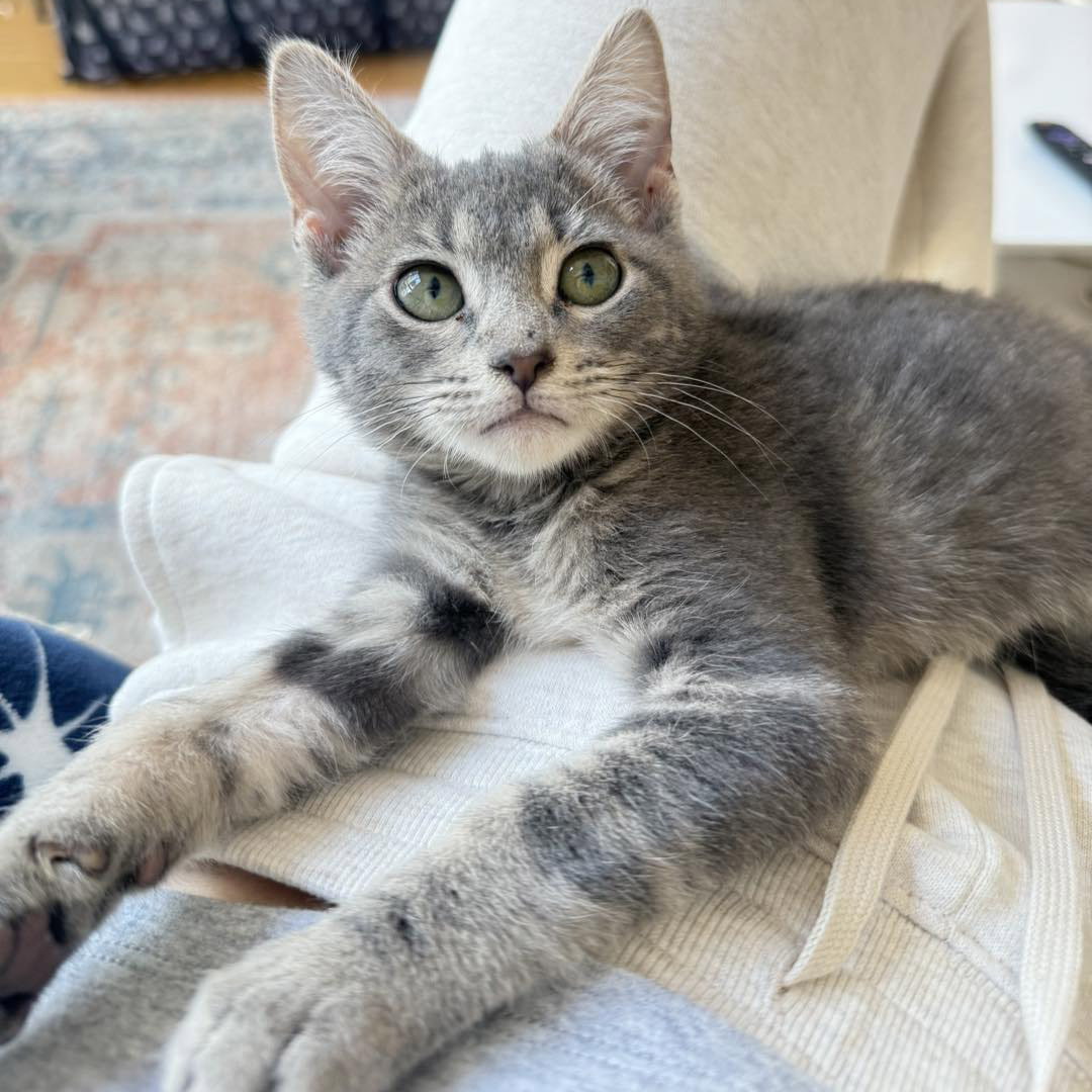 Decompression and Guidelines for Dogs and Cats - NYC Second Chance Rescue