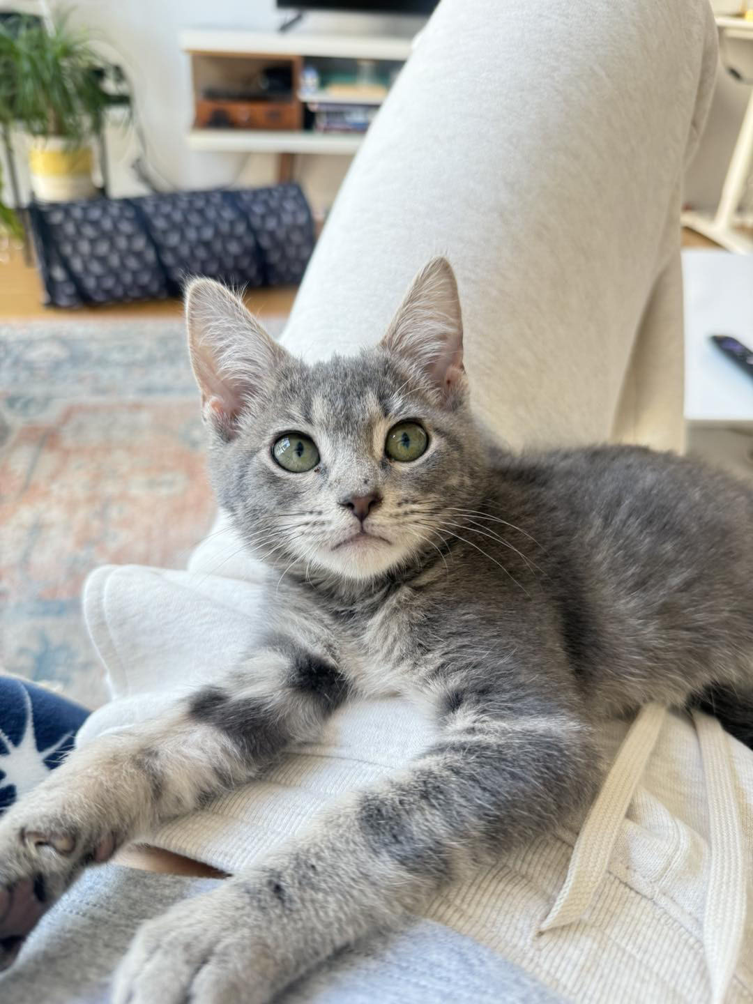 Decompression and Guidelines for Dogs and Cats - NYC Second Chance Rescue