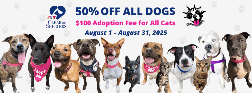 Adoptable Kittens and Cats | Because They Matter - NYC Second Chance Rescue