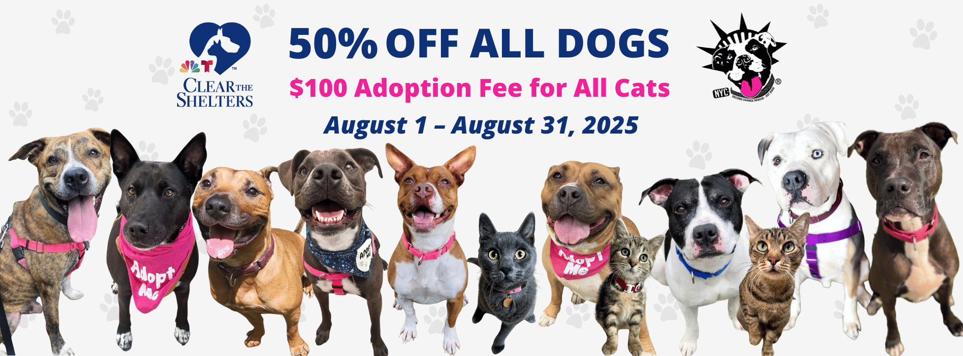 Adoptable Kittens and Cats | Because They Matter - NYC Second Chance Rescue