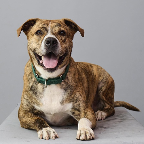 Dogs at Our Adoption Center | Long Island City, NY - NYC Second Chance ...